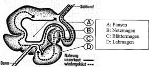 Wiederkäuer - Gero Dunsinger Jagd